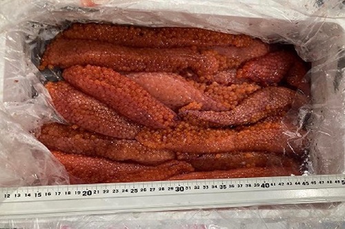 生筋子約3kg(沿岸) | UUUO(ウーオ)