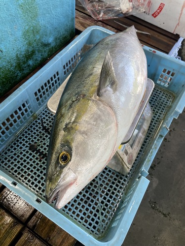 活〆ブリ1入約5.8kg(定置)【業務用の鮮魚仕入れならウーオ】