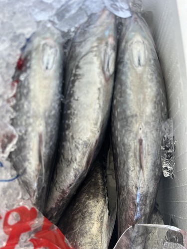 コシナガマグロ10入約8.6kg(定置)【業務用の鮮魚仕入れならウーオ】