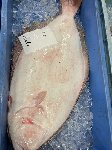 ヒラメ1入約6kg(定置) | UUUO(ウーオ)