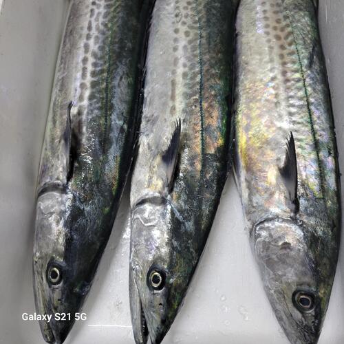 サワラ小1.57～1.593入約4.7kg【業務用の鮮魚仕入れならウーオ】
