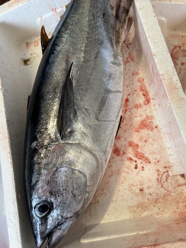 メジマグロ1入約6.3kg(定置)【業務用の鮮魚仕入れならウーオ】