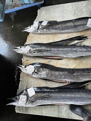 バショウカジキ1入約12.5kg(定置)【業務用の鮮魚仕入れならウーオ】