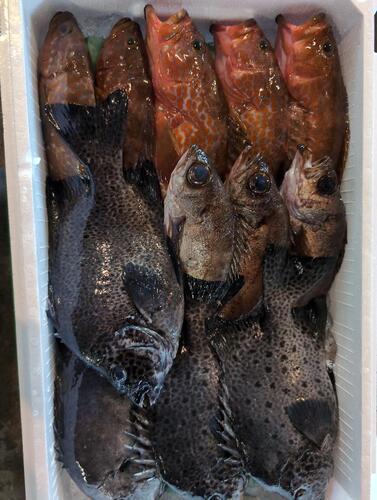 鮮魚BOX12入約5.2kg(釣) | UUUO(ウーオ)