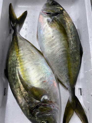 神経〆シマアジ（養殖）2入約2.6kg(沿岸)【業務用の鮮魚仕入れならウーオ】