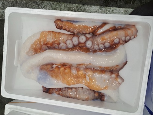 タコ足2〜4本足3〜4k約3kg(沿岸)【業務用の鮮魚仕入れならウーオ】