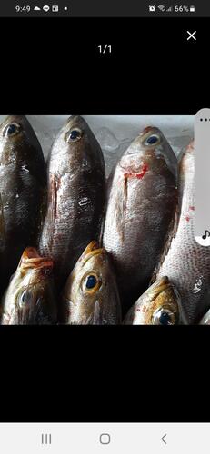 イサキ6/7尾3.5kg前後約3.5kg(釣)【業務用の鮮魚仕入れならウーオ】