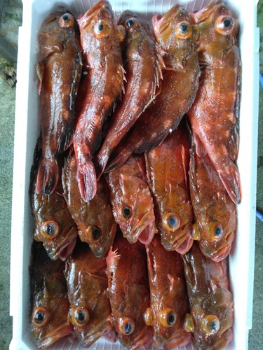 活〆カサゴ15入約6.5kg(釣)【業務用の鮮魚仕入れならウーオ】