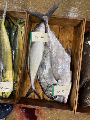 イトヒキアジ3入約9.5kg(定置)【業務用の鮮魚仕入れならウーオ】