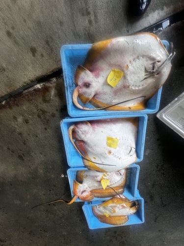 活〆アカエイ1入約6kg(沿岸)【業務用の鮮魚仕入れならウーオ】