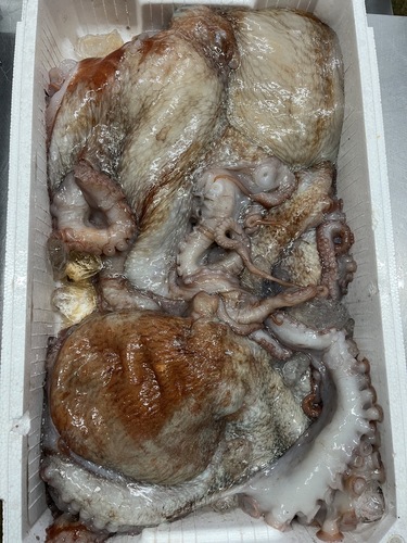 ミズダコ大小3入約7.9kg(底曳)【業務用の鮮魚仕入れならウーオ】