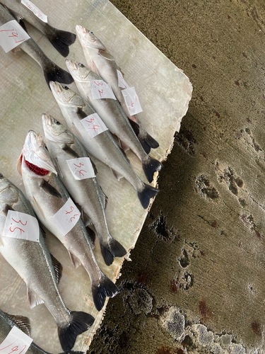 スズキ | UUUO(ウーオ)