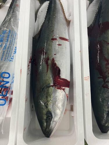 活〆ブリ7-8キロ台1入約7.5kg(定置)【業務用の鮮魚仕入れならウーオ】