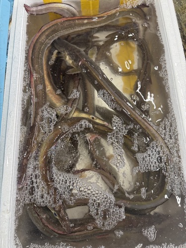 活ハモ活ハモ 10入約7kg(底曳)【業務用の鮮魚仕入れならウーオ】