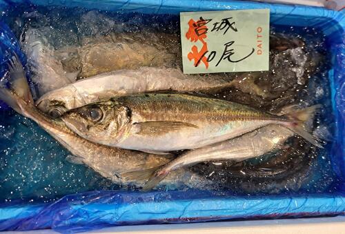 マアジ10入約5kg(定置) | UUUO(ウーオ)