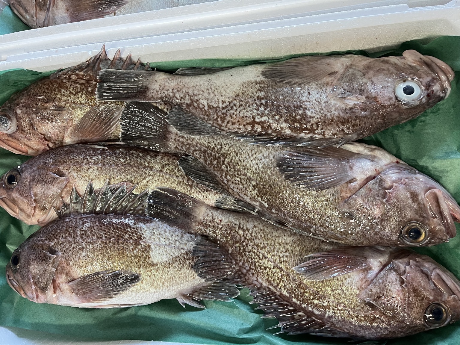 キツネメバル(釣)【業務用の鮮魚仕入れならウーオ】