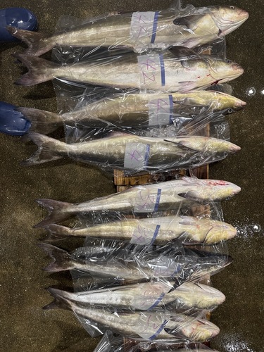 スギ1kg上約7.5kg(定置)【業務用の鮮魚仕入れならウーオ】