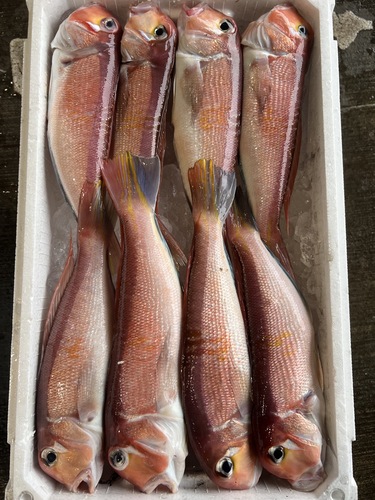 アマダイ8入約3.6kg(釣) | UUUO(ウーオ)