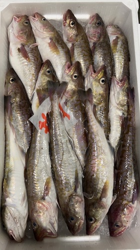 マダラ15入約5.5kg(底曳) | UUUO(ウーオ)