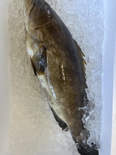 活〆クエ1入約3.5kg(銛突) | UUUO(ウーオ)