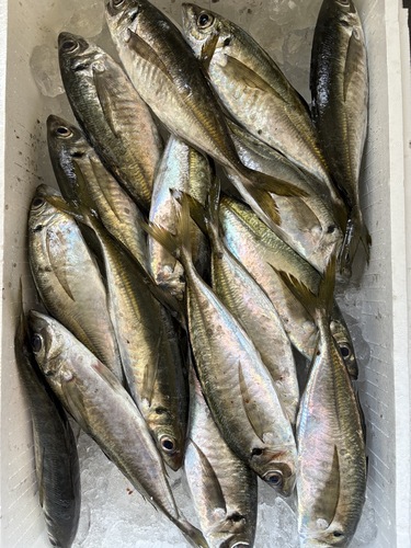 マアジ16入約3.1kg(定置)【業務用の鮮魚仕入れならウーオ】