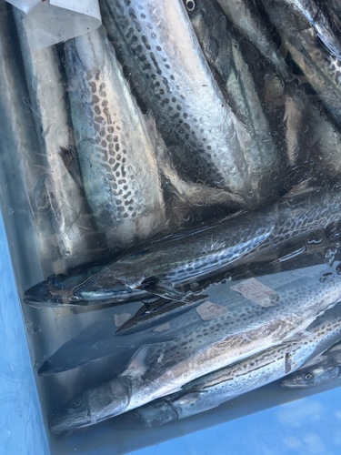 サワラ3-5入6-8k台約6.8kg(定置) | UUUO(ウーオ)