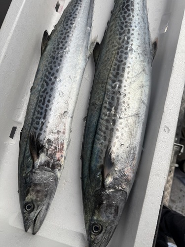 活〆サワラ4㌔台2入約4.2kg(定置)【業務用の鮮魚仕入れならウーオ】