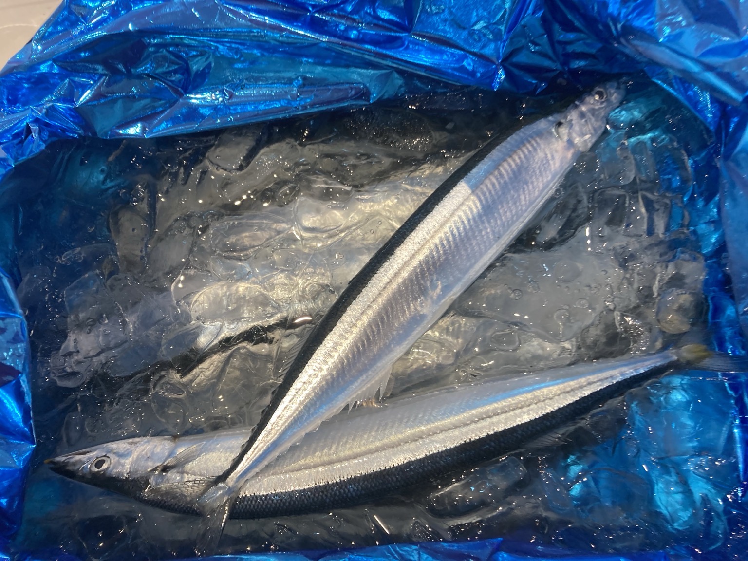 サンマ10入約2kg【業務用の鮮魚仕入れならウーオ】