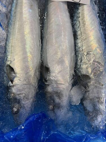 マサバ7入約5kg【業務用の鮮魚仕入れならウーオ】