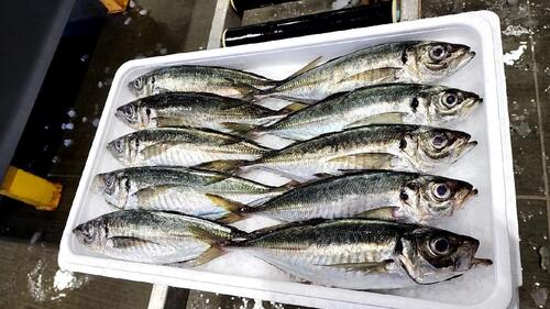 マアジ12-13入り約4kg【業務用の鮮魚仕入れならウーオ】