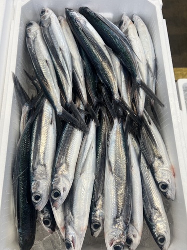 トビウオ20入約5kg(定置)【業務用の鮮魚仕入れならウーオ】