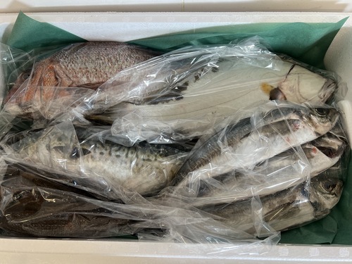 鮮魚BOX約3kg(沿岸)【業務用の鮮魚仕入れならウーオ】
