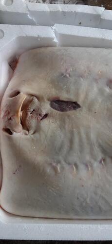 アカエイ1入約6.3kg(定置)【業務用の鮮魚仕入れならウーオ】