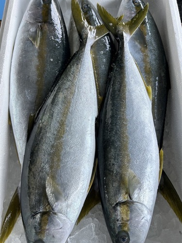 ヒラマサ5-6k台4入約6kg(定置)【業務用の鮮魚仕入れならウーオ】