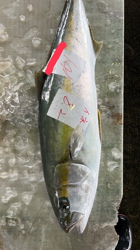 ヒラマサちょい痩せ1入約8.3kg(定置) | UUUO(ウーオ)