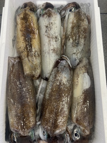 アオリイカ6入約5.3kg(定置)【業務用の鮮魚仕入れならウーオ】