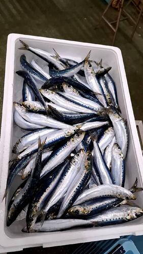 マイワシ平箱 50~60g 約3kg(定置)【業務用の鮮魚仕入れならウーオ】