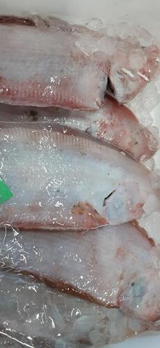 アカシタビラメ(底曳)【業務用の鮮魚仕入れならウーオ】