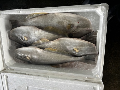 活〆ウスバハギ4-5入4入約5.5kg(定置) | UUUO(ウーオ)