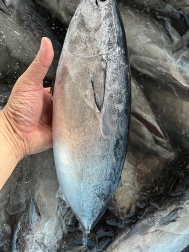 ヒラソウダ5-7入り 7-8k台約8kg(定置) | UUUO(ウーオ)