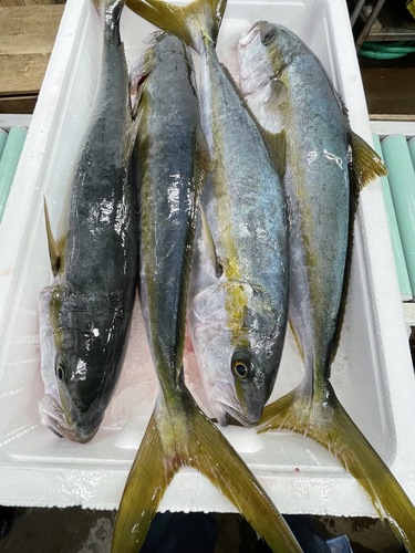 ヒラマサ2k前後4入約8kg(刺網)【業務用の鮮魚仕入れならウーオ】