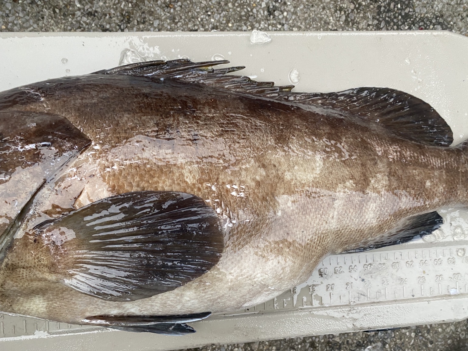 神経〆クエ1入約11.3kg(銛突)【業務用の鮮魚仕入れならウーオ】