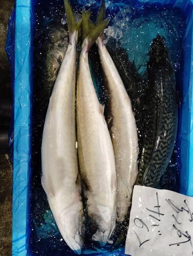 マサバ(定置) | UUUO(ウーオ)