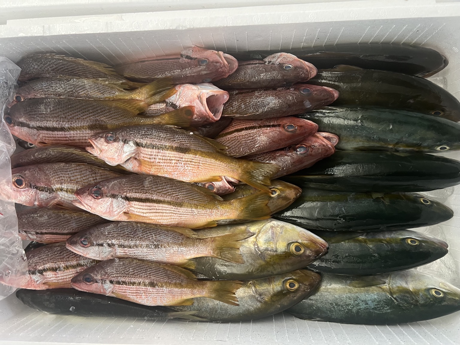 鮮魚BOX約7kg(定置) | UUUO(ウーオ)