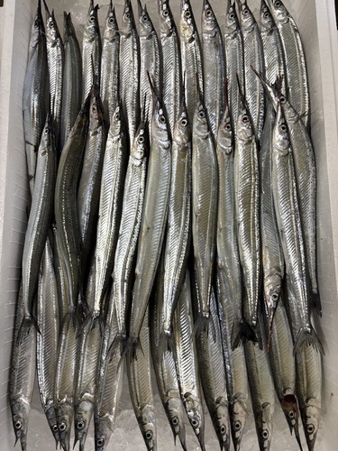 サヨリ約40-45入約2kg(沿岸)【業務用の鮮魚仕入れならウーオ】