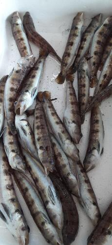 トラハゼ約1.3kg(底曳)【業務用の鮮魚仕入れならウーオ】