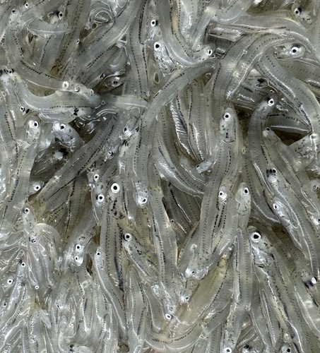 シラス100g/p12入約1.2kg(沿岸)【業務用の鮮魚仕入れならウーオ】