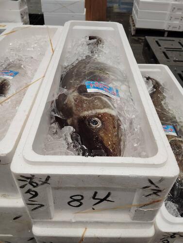 マダラメス2/3入10k位約10kg(定置)【業務用の鮮魚仕入れならウーオ】