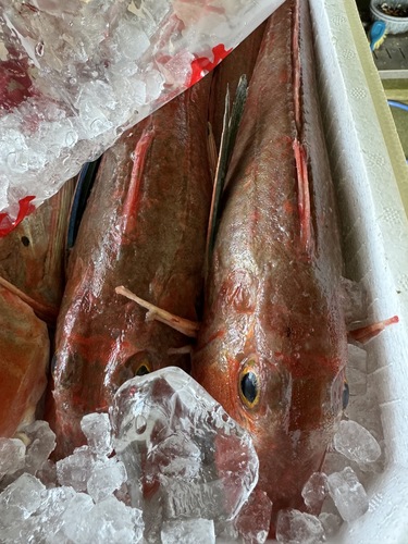 ホウボウ15入約6.8kg(底曳) | UUUO(ウーオ)