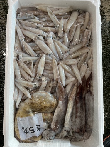 鮮魚BOX約4.5kg(底曳)【業務用の鮮魚仕入れならウーオ】